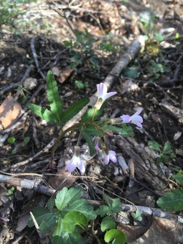 Cardamine angustata - PictureThis