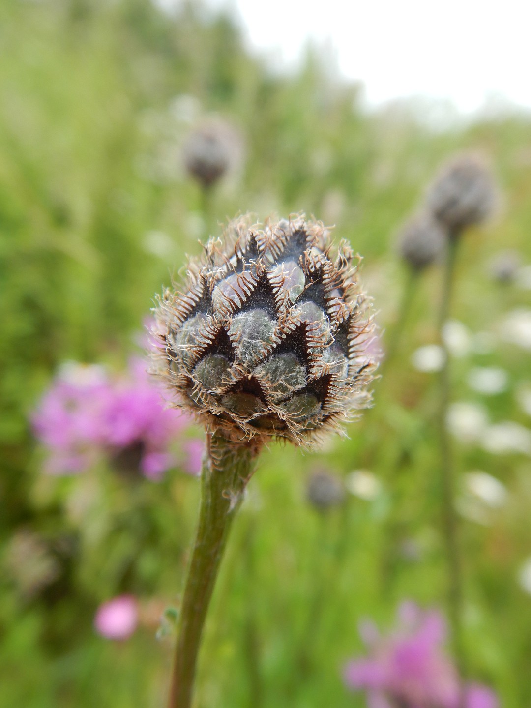 Centaura mayor (Centaurea scabiosa) - PictureThis