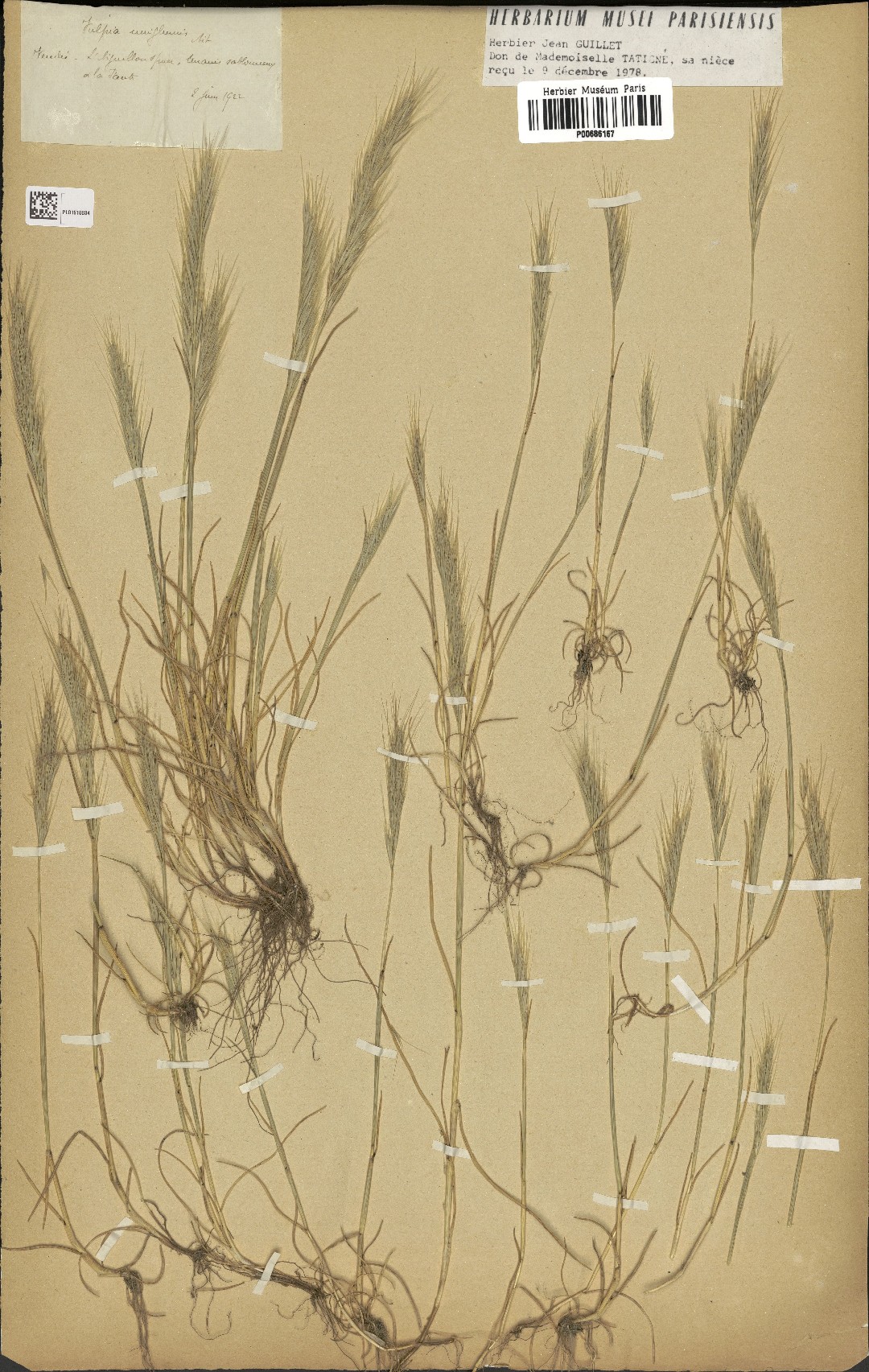 Vulpia fasciculata - PictureThis