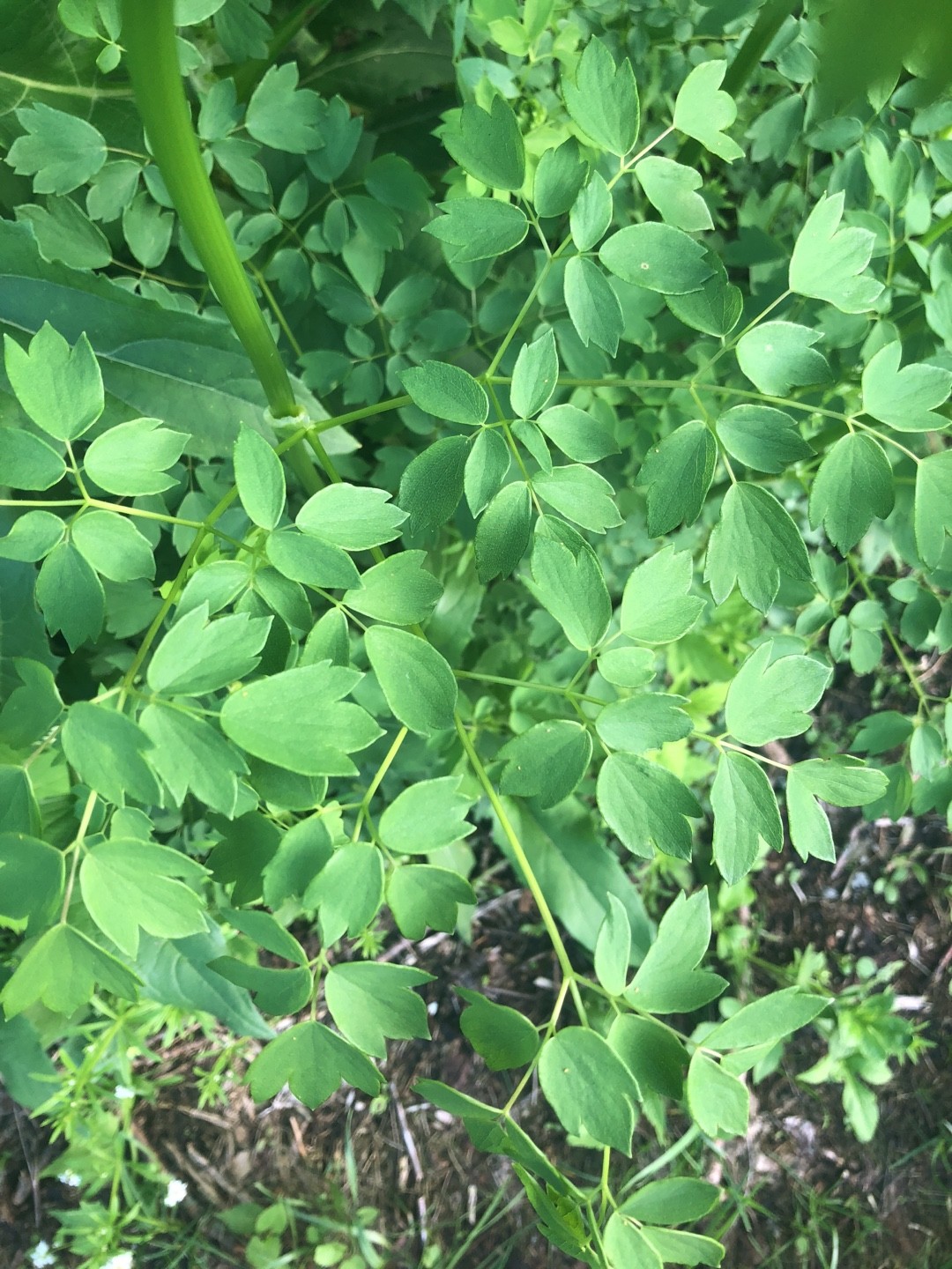 Dormant season temperature recommendations for Lesser meadow rue ...