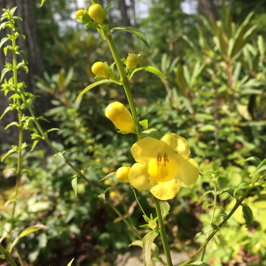 How to identify Downy yellow false foxglove (Aureolaria virginica)