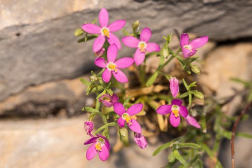Zeltnera calycosa - PictureThis