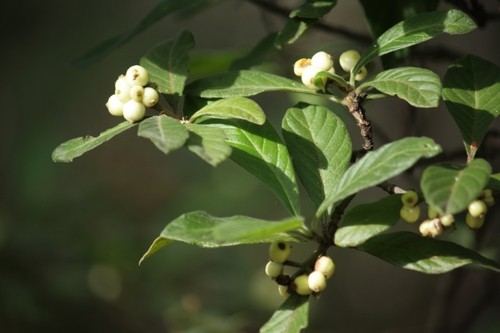Psychotria loniceroides - PictureThis