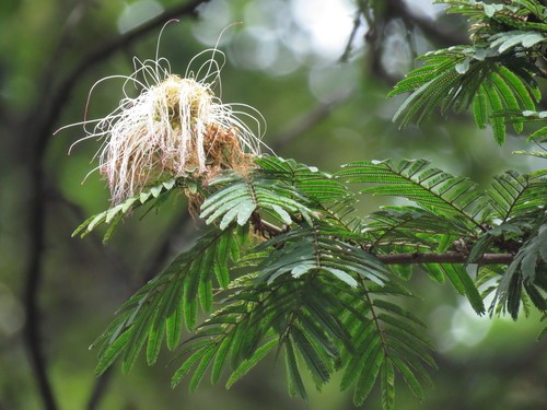Calliandra pittieri - PictureThis
