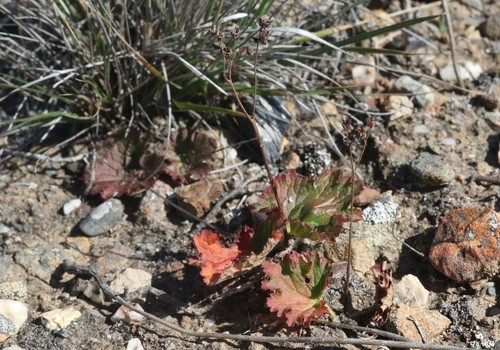 Jepsonia Care (Watering, Fertilize, Pruning, Propagation) - PictureThis