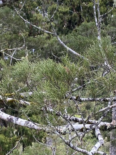 Manoao colensoi 花言葉，毒性，よくある質問 - PictureThis