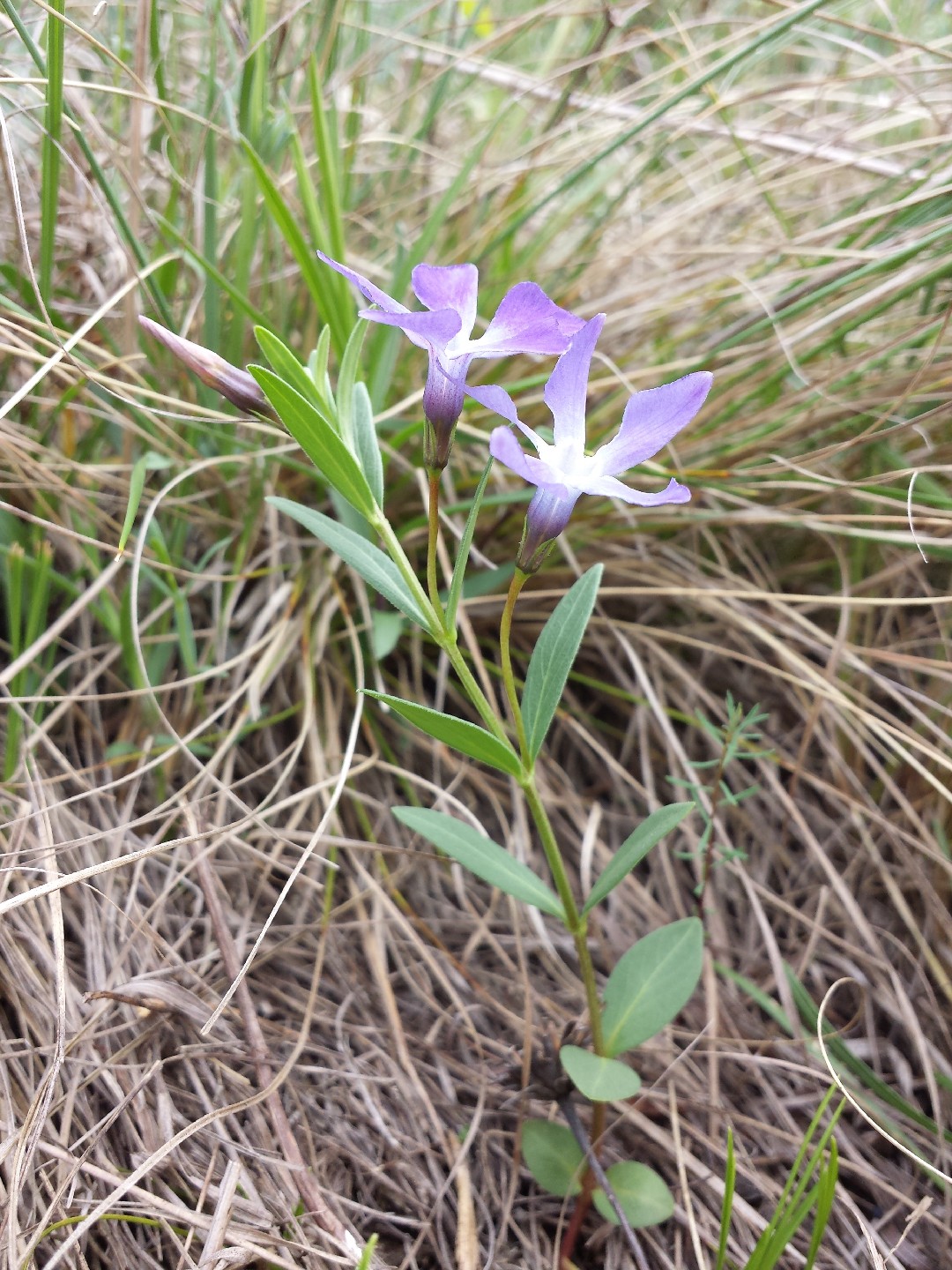 Herbaceous periwinkle (Vinca herbacea) Flower, Leaf, Care, Uses ...