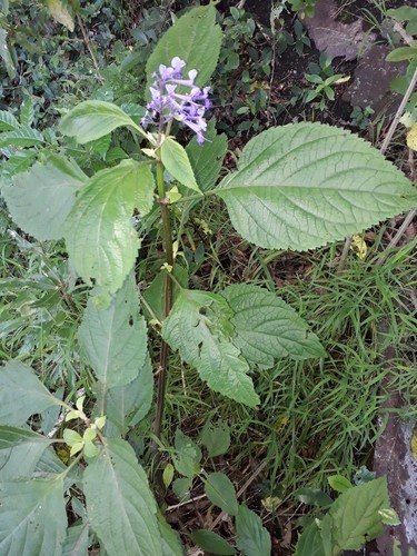 Large spur-flower (Plectranthus ecklonii) Flower, Leaf, Care, Uses ...