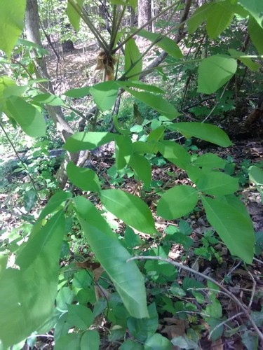 Pignut hickory (Carya glabra) Flower, Leaf, Care, Uses - PictureThis