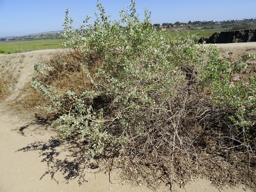 Romerillo (Atriplex lentiformis) - PictureThis