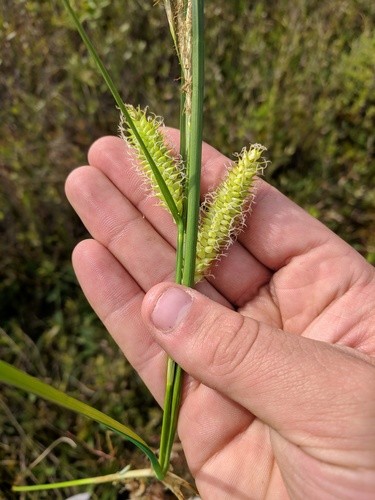 Carex rostrata - PictureThis