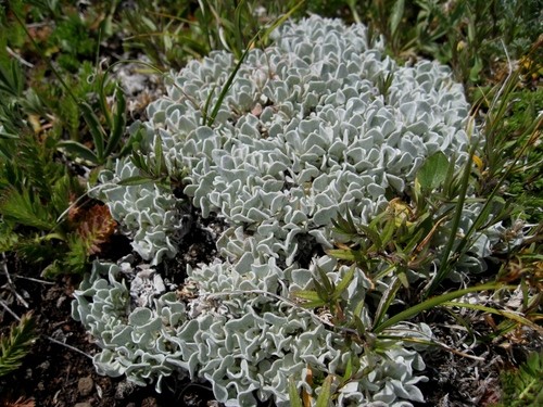 Alforfón de hoja ovalada (Eriogonum ovalifolium) - PictureThis