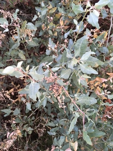 Romerillo (Atriplex lentiformis) - PictureThis