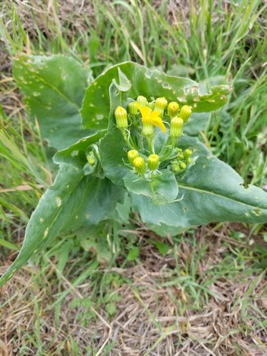 Texas Ragwort Care (Watering, Fertilize, Pruning, Propagation ...
