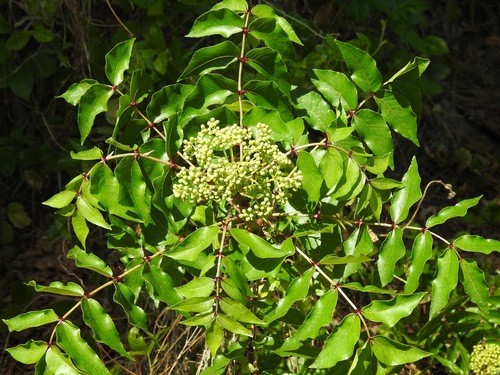 How to Plant and Grow Hercules' club(Zanthoxylum clava-herculis)