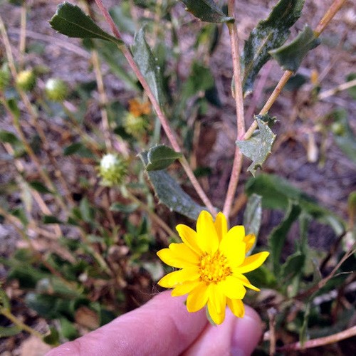 Hairy gumplant (Grindelia hirsutula) Flower, Leaf, Care, Uses - PictureThis