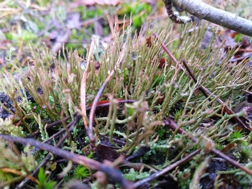 Smooth horn lichen (Cladonia gracilis) Flower, Leaf, Care, Uses ...