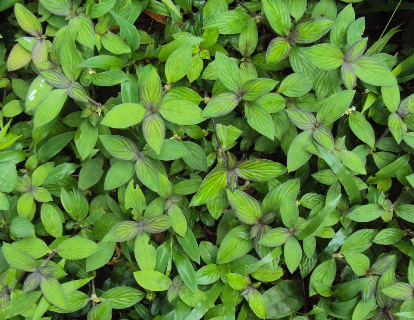 Spermacoce ocymoides - PictureThis