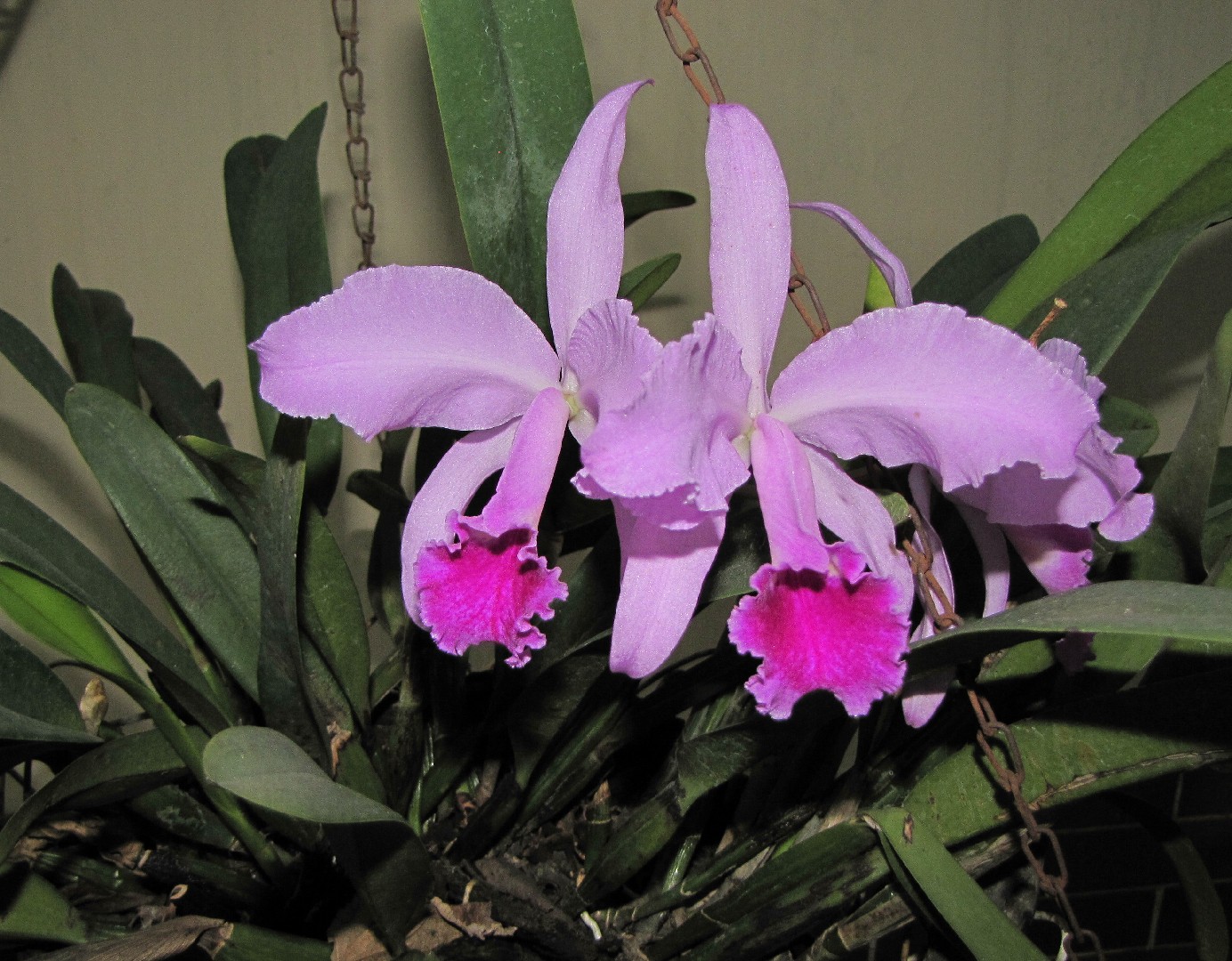카틀레야 라비아타 (Cattleya labiata) - PictureThis