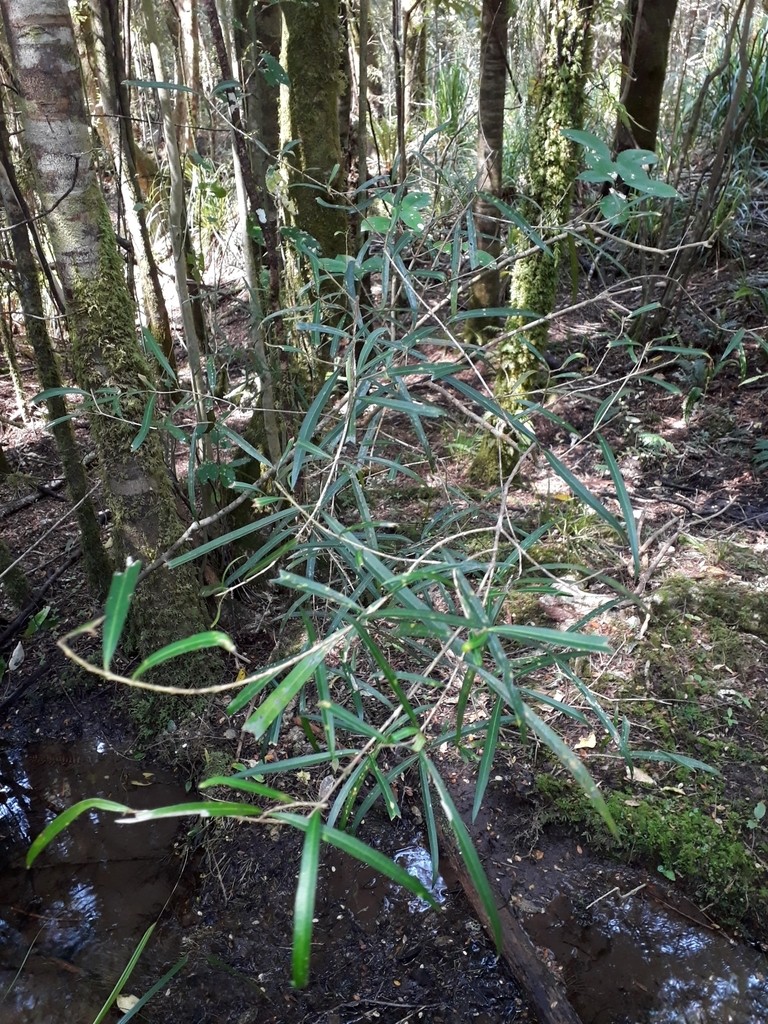 Nestegis lanceolata - PictureThis