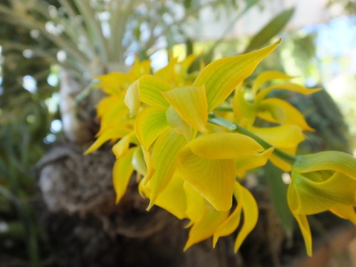 Mormodes Care (Watering, Fertilize, Pruning, Propagation) - PictureThis