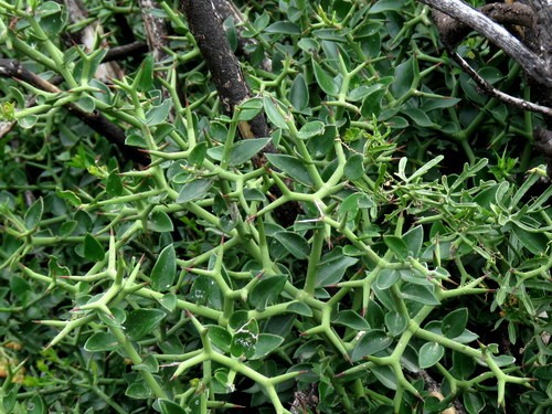 Lowveld numnum (Carissa bispinosa) Flower, Leaf, Care, Uses - PictureThis