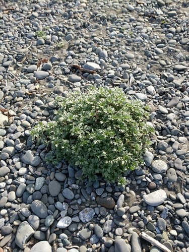 Silver burr ragweed (Ambrosia chamissonis) Flower, Leaf, Care, Uses ...