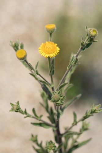 Spanish false fleabane (Pulicaria paludosa) Flower, Leaf, Care, Uses ...