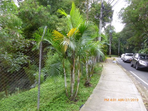 Yellow butterfly palm (Dypsis lutescens) Flower, Leaf, Care, Uses ...
