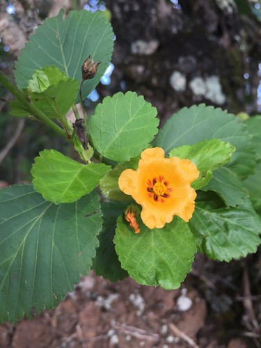 Sida fallax - PictureThis