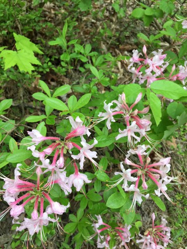 Rhododendron canescens - PictureThis
