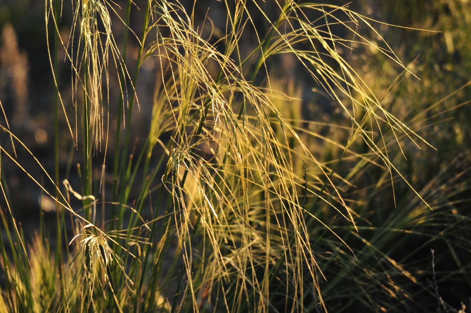 Stipa comata - PictureThis