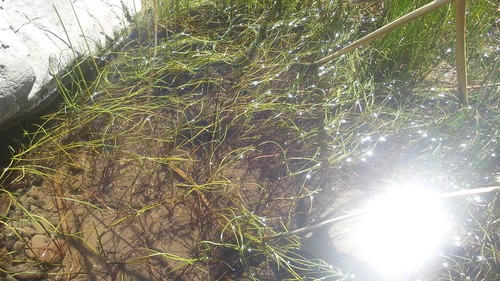 Ditch-grass (Ruppiaceae) Flower, Leaf, Care, Uses - PictureThis