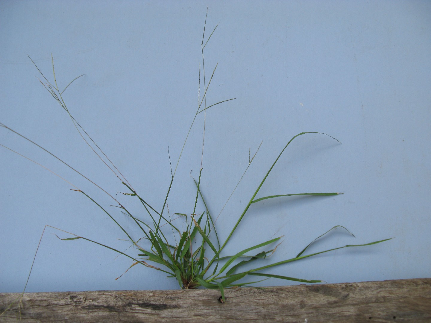 Digitaria violascens - PictureThis