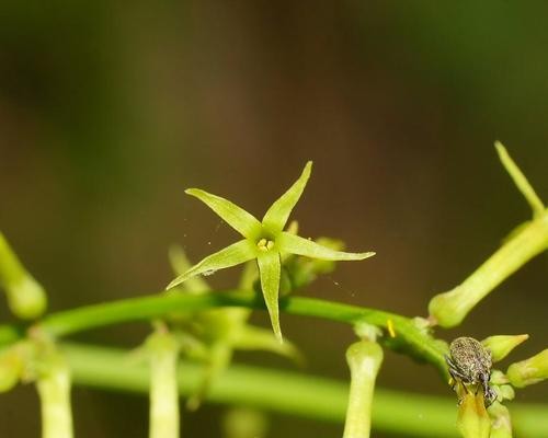 Stackhousia viminea - PictureThis