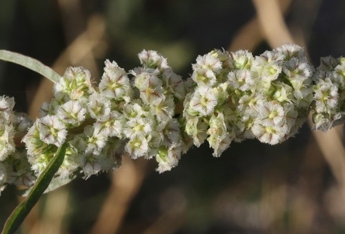 Fringed amaranth (Amaranthus fimbriatus) Flower, Leaf, Care, Uses - PictureThis