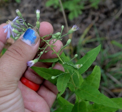 Short's aster (Symphyotrichum shortii) Flower, Leaf, Care, Uses ...