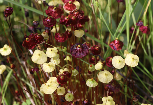 Splachnum dung moss Care (Watering, Fertilize, Pruning, Propagation ...