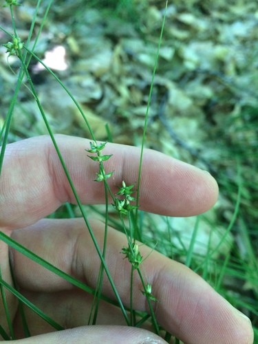 Rosy sedge Care (Watering, Fertilize, Pruning, Propagation) - PictureThis