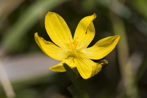 Flor de Agua (Sisyrinchium californicum) - PictureThis