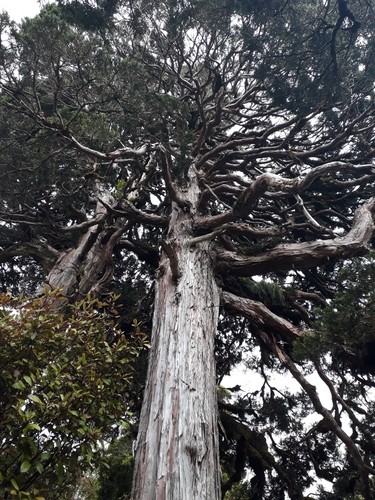 Libocedrus bidwillii - PictureThis