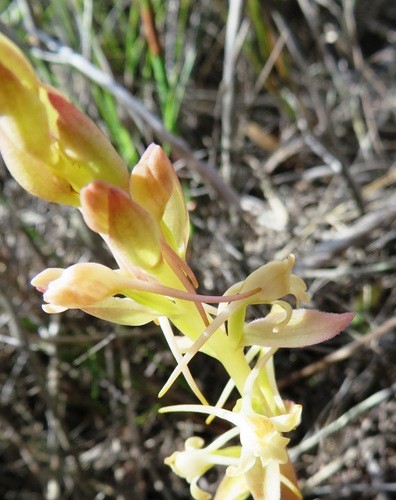 Satyrium humile - PictureThis