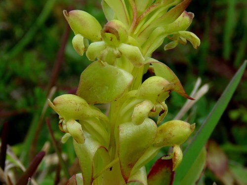 Satyrium odorum - PictureThis