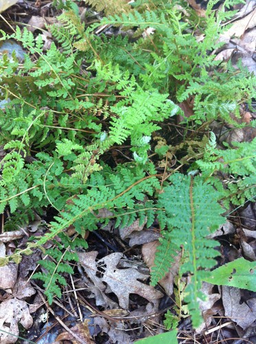 Вудсия эльбская (Woodsia ilvensis) - PictureThis