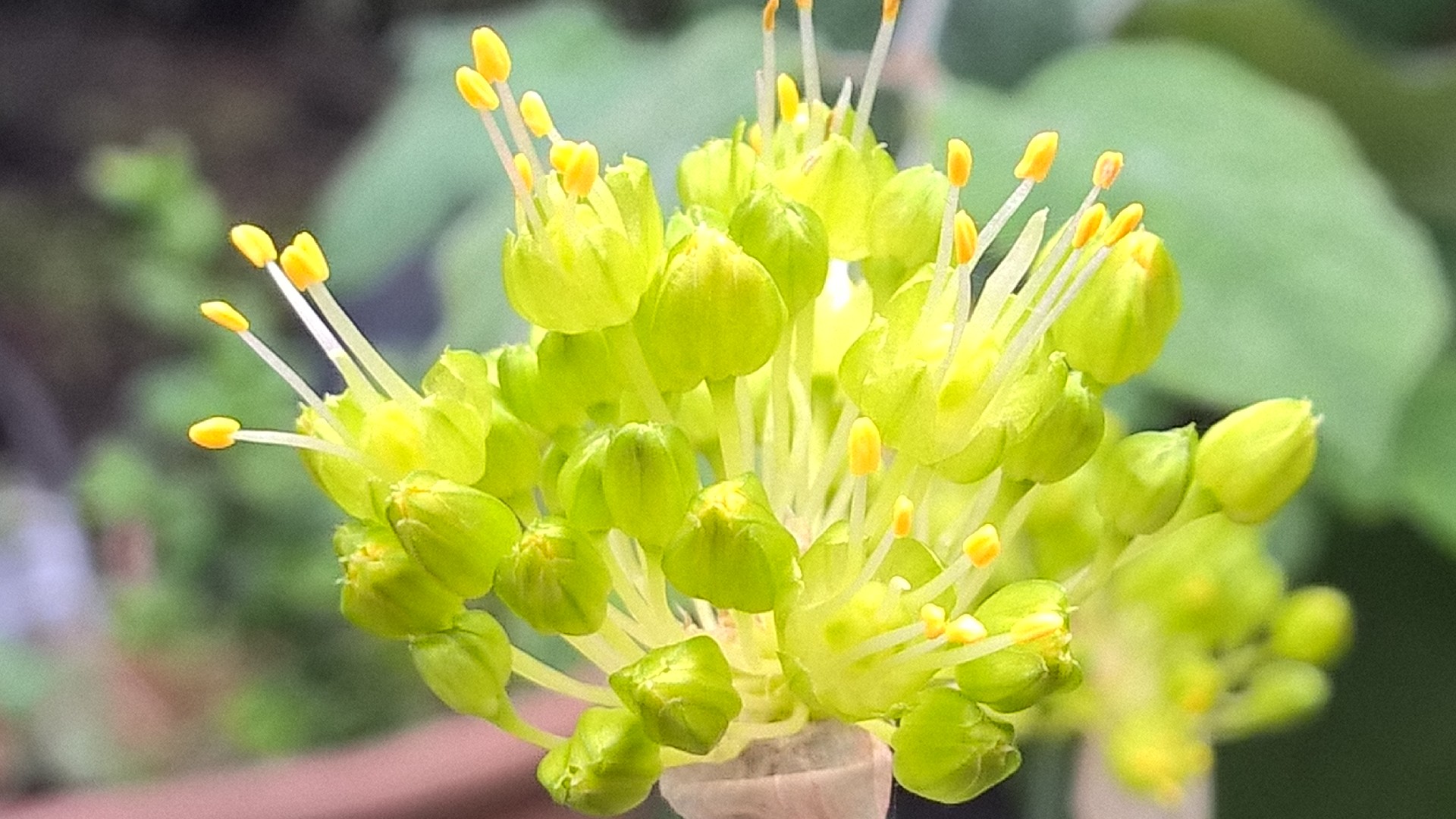 Allium obliquum - PictureThis