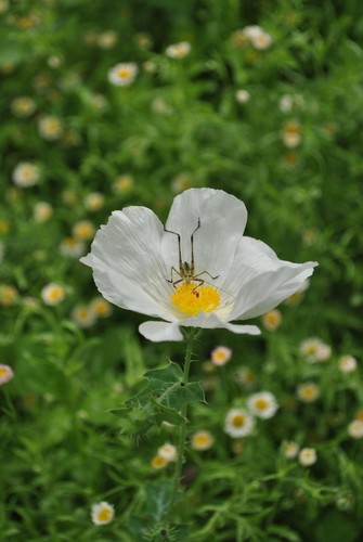 Chicalote blanco (Argemone albiflora) - PictureThis