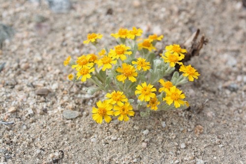 Woolly daisy (Eriophyllum wallacei) Flower, Leaf, Care, Uses - PictureThis