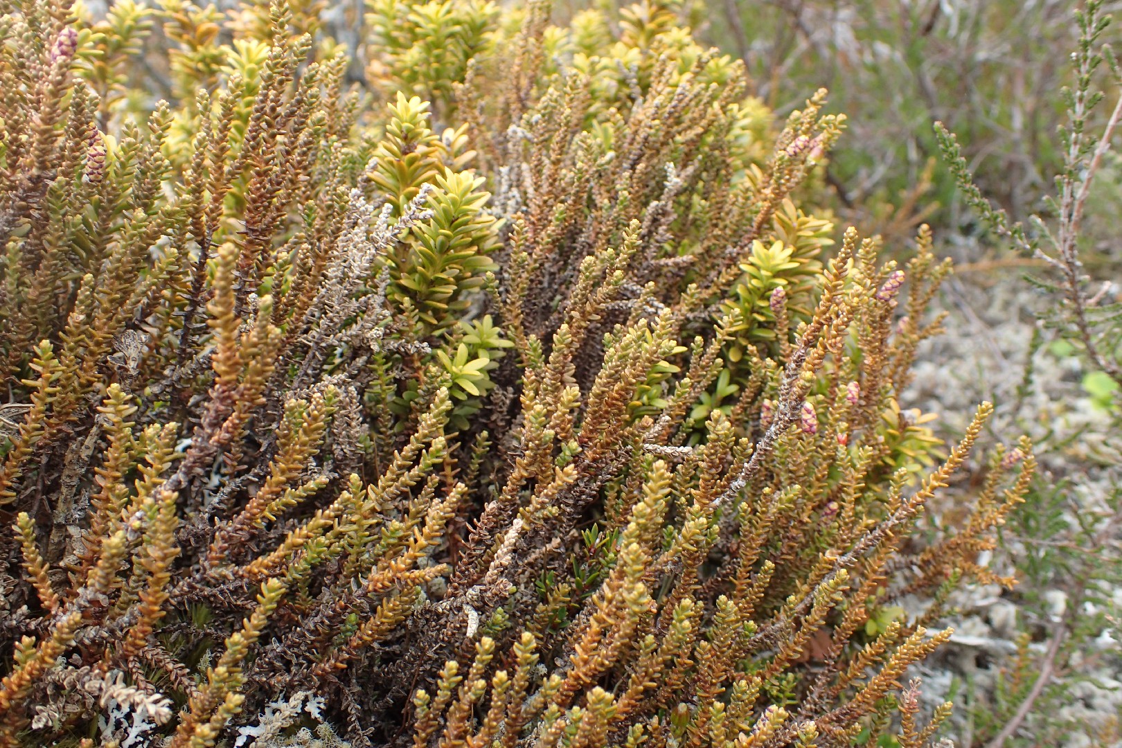 Lepidothamnus laxifolius - PictureThis