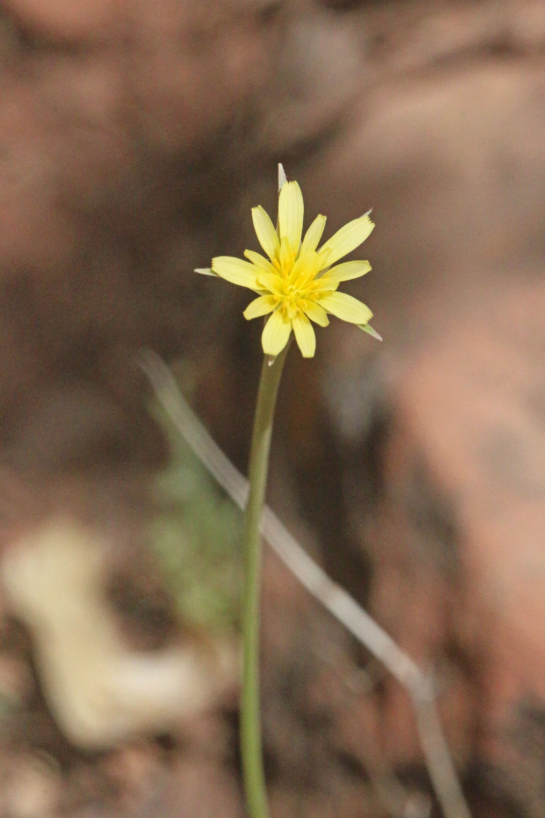 Microseris lindleyi - PictureThis