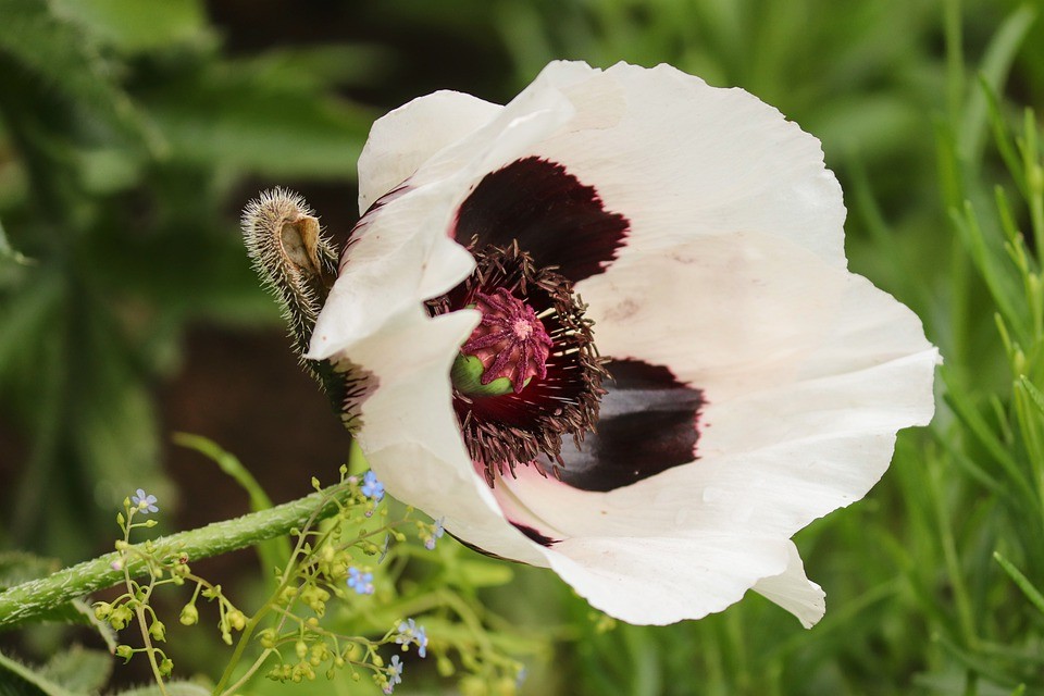 숙근양귀비 (Papaver orientale) - PictureThis
